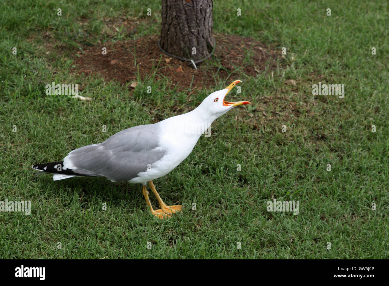 Seagull screaming standing on a lawn grass Stock Photo - Alamy