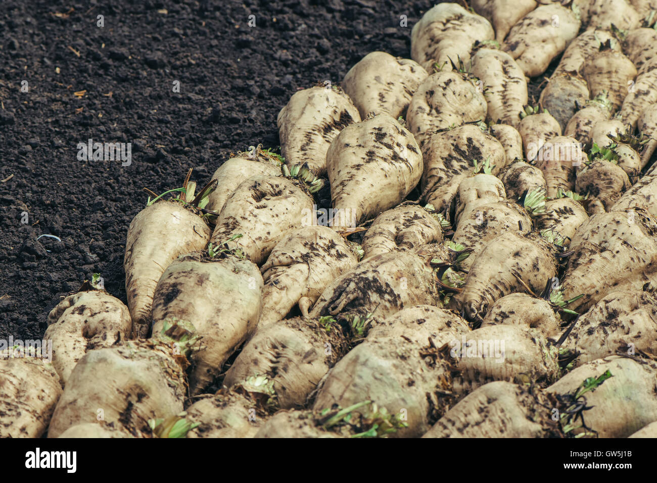 Root pile hi-res stock photography and images - Alamy