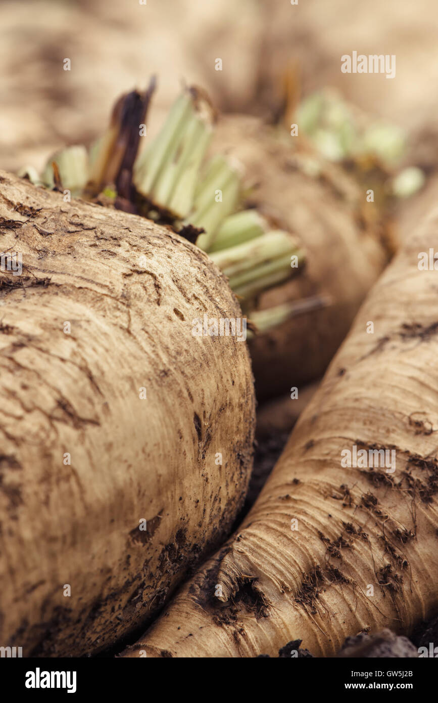 Harvested sugar beet crop root on the ground, selective focus Stock ...