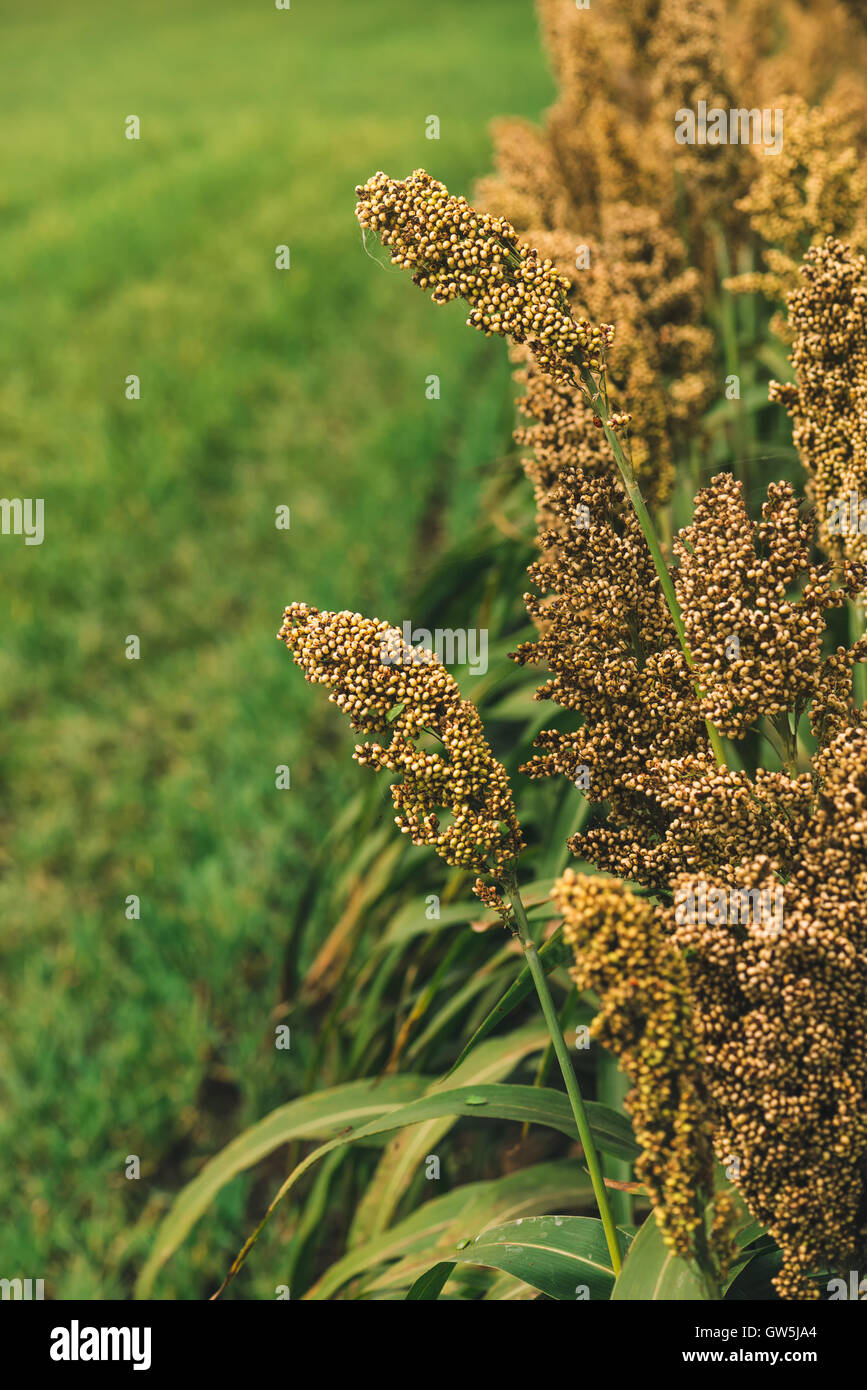 Sorghum fodder crop hi-res stock photography and images - Alamy