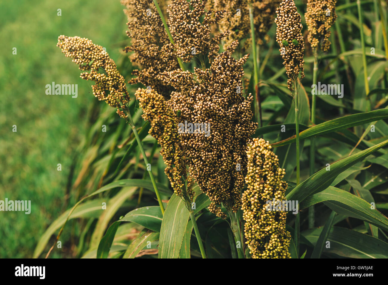 Sorghum fodder crop hi-res stock photography and images - Alamy