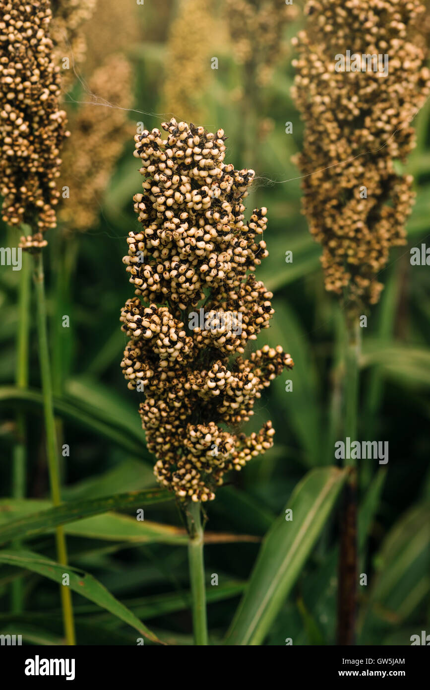 Sorghum fodder crop hi-res stock photography and images - Alamy