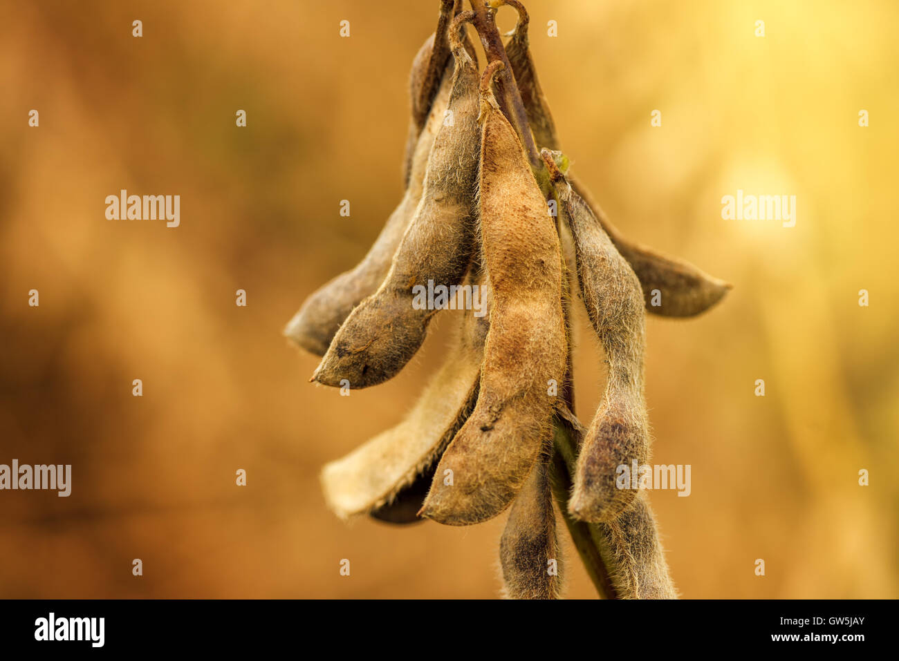 Close up of ripe soybean crop pods in cultivated field ready for ...