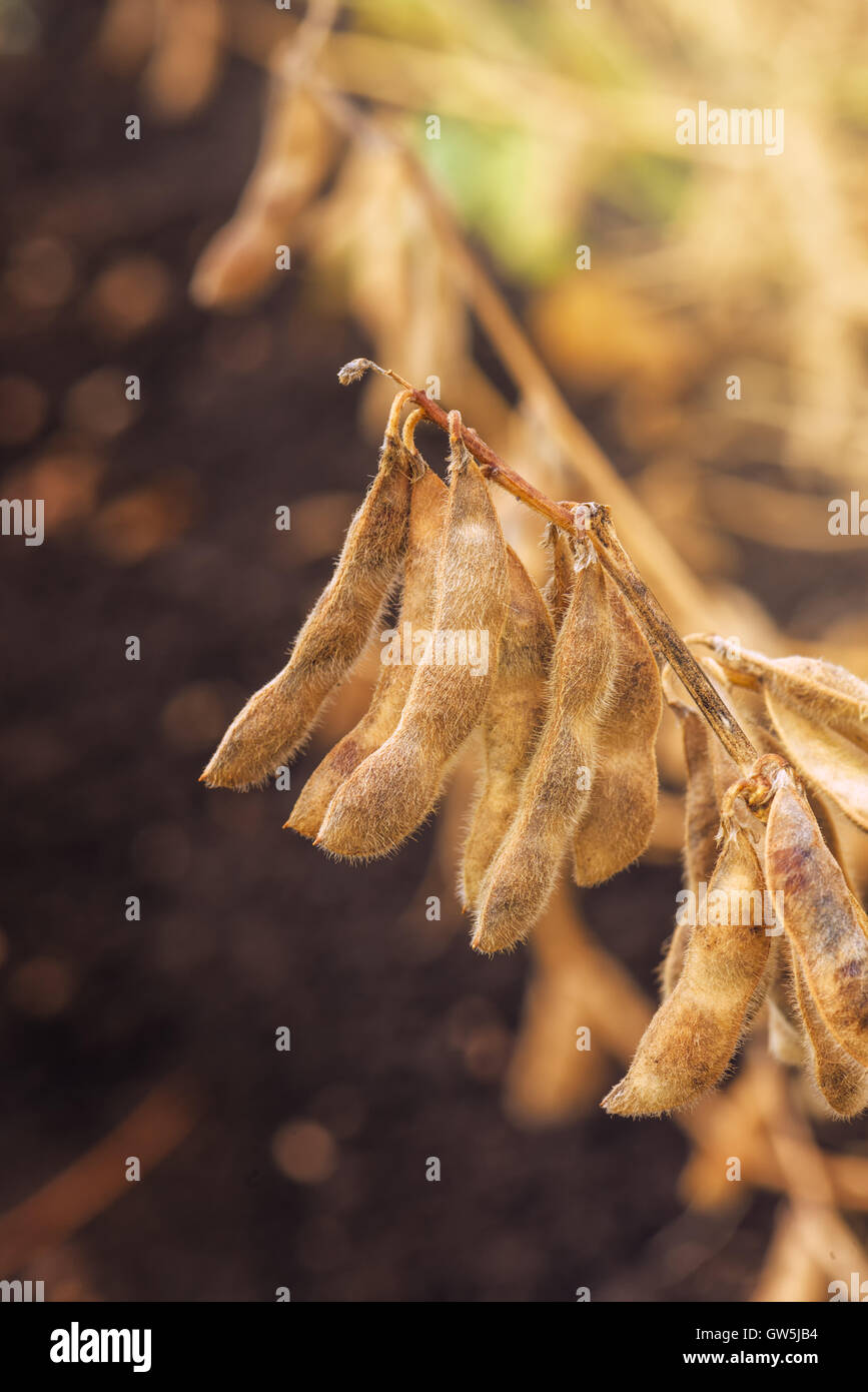Close up of ripe soybean crop pods in cultivated field ready for ...