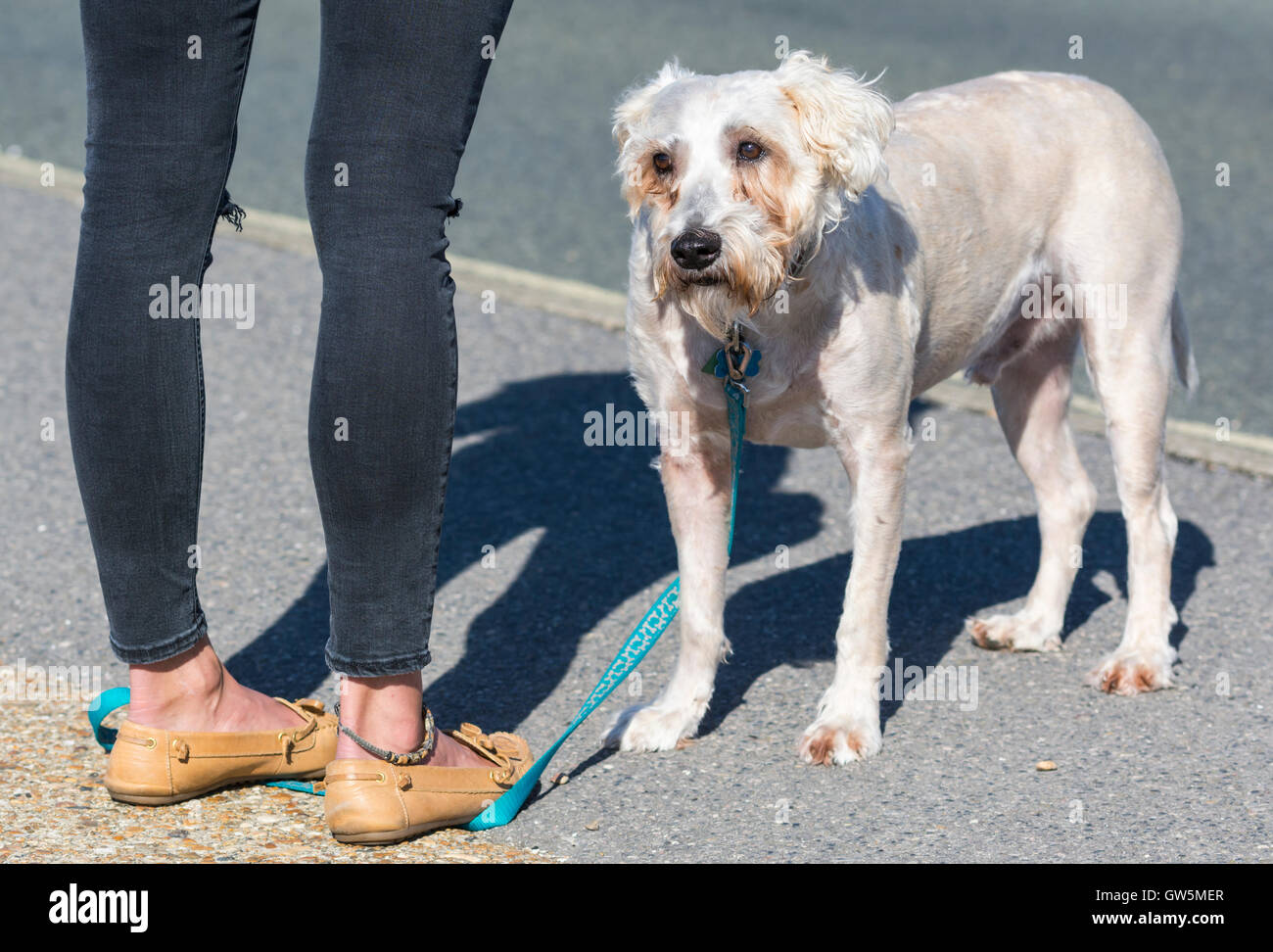 White dog looking very sad Stock Photo - Alamy