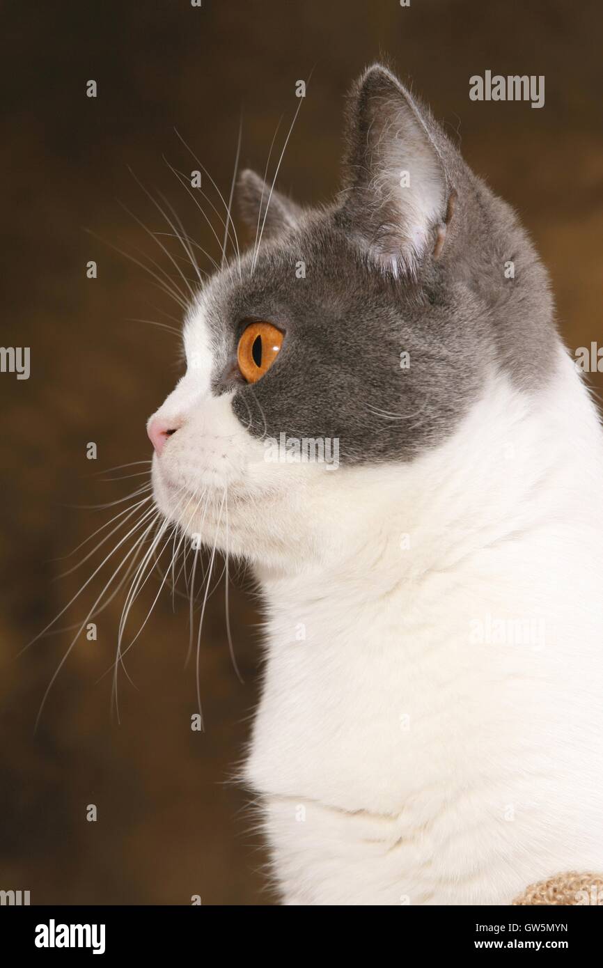 British Shorthair Portrait Stock Photo - Alamy