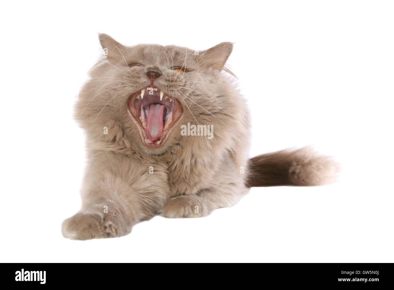 Tired tomcat hi-res stock photography and images - Alamy