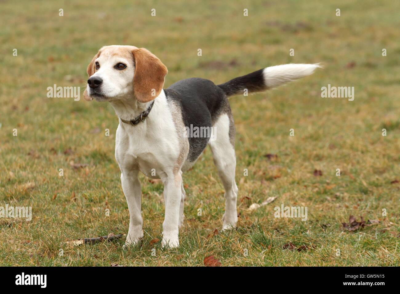 Standing dogs hi-res stock photography and images - Alamy