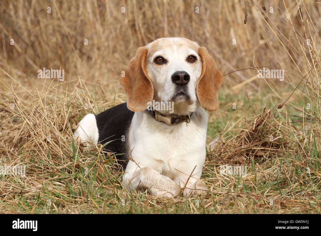 Lying collar hi-res stock photography and images - Alamy