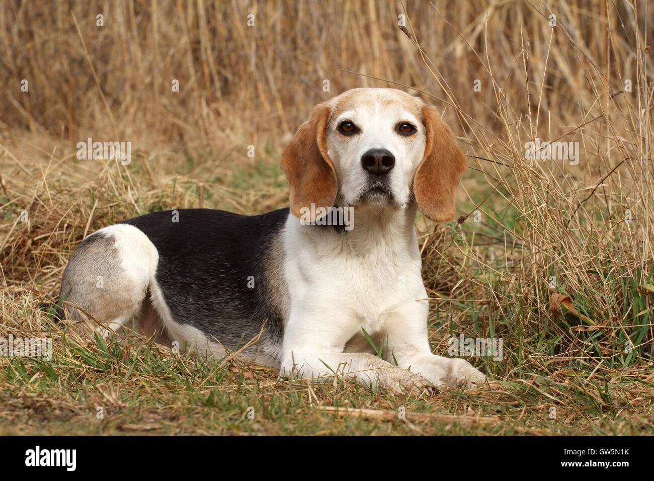 Solo beagle hi-res stock photography and images - Alamy