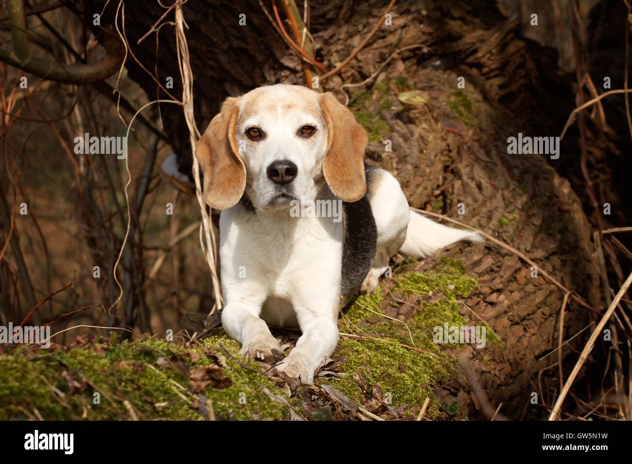Senior beagle hi-res stock photography and images - Alamy