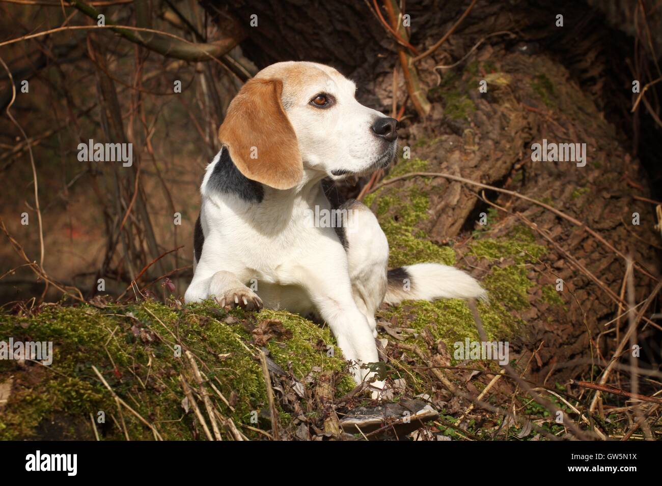 Senior beagle hi-res stock photography and images - Alamy