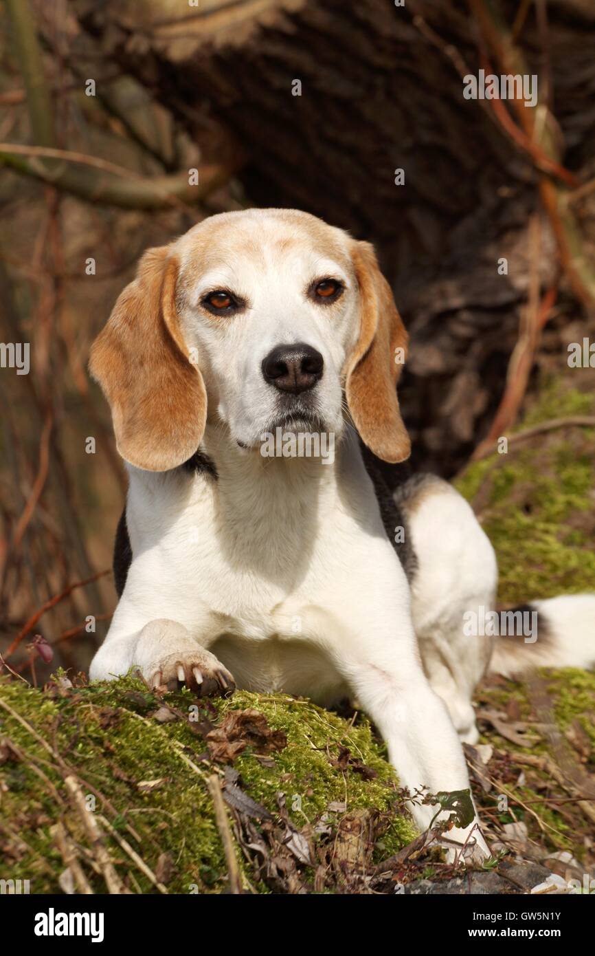 Solo beagle hi-res stock photography and images - Alamy