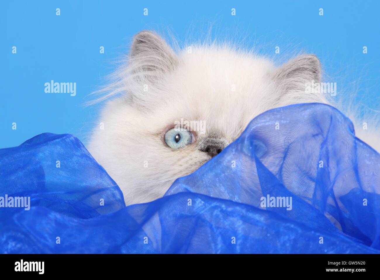 Perser Colourpoint Kitten Stock Photo - Alamy