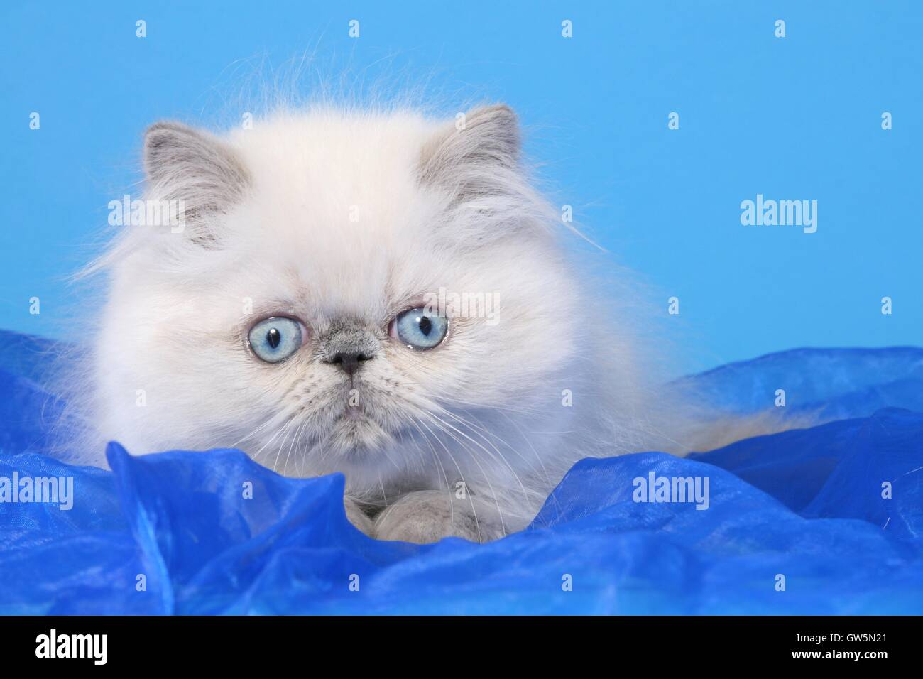 Perser Colourpoint Kitten Stock Photo - Alamy