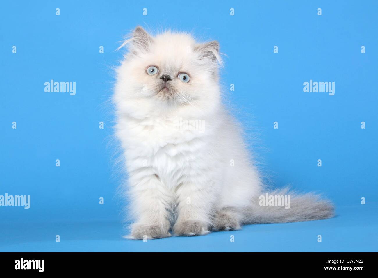 Perser Colourpoint Kitten Stock Photo - Alamy