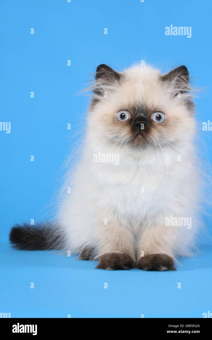 Perser Colourpoint Kitten Stock Photo - Alamy