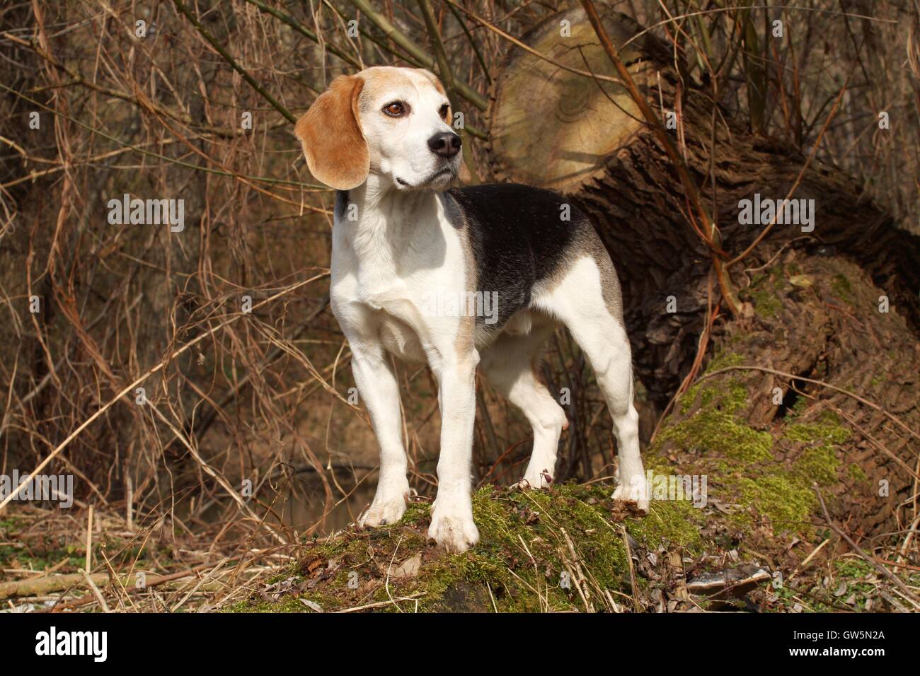 Senior beagle hi-res stock photography and images - Alamy