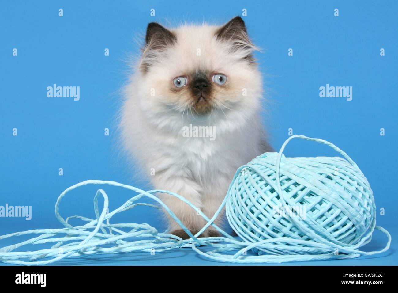 Perser Colourpoint Kitten Stock Photo - Alamy