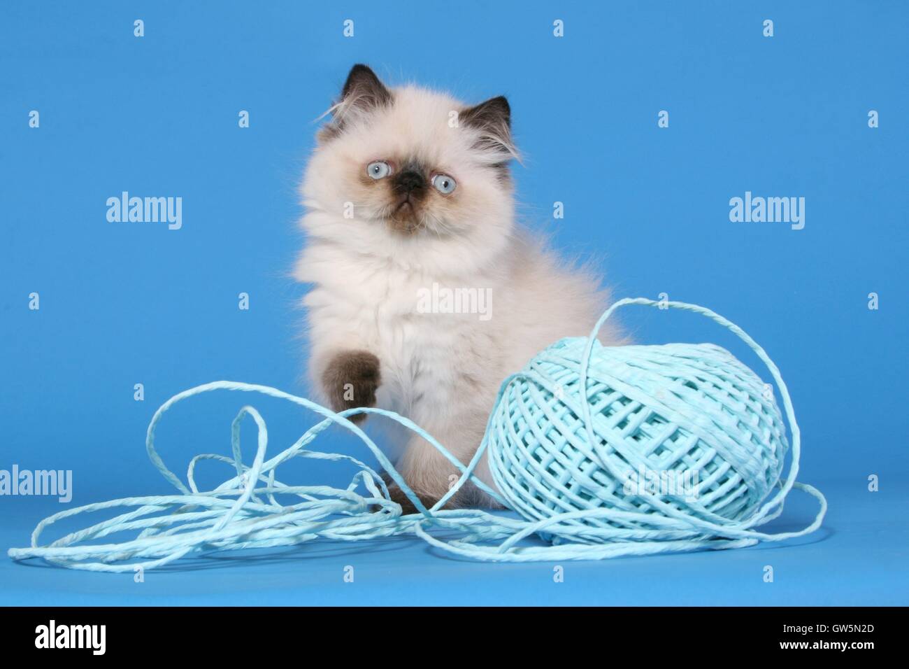 Colourpoint seal point persian domestic cat hi-res stock photography ...