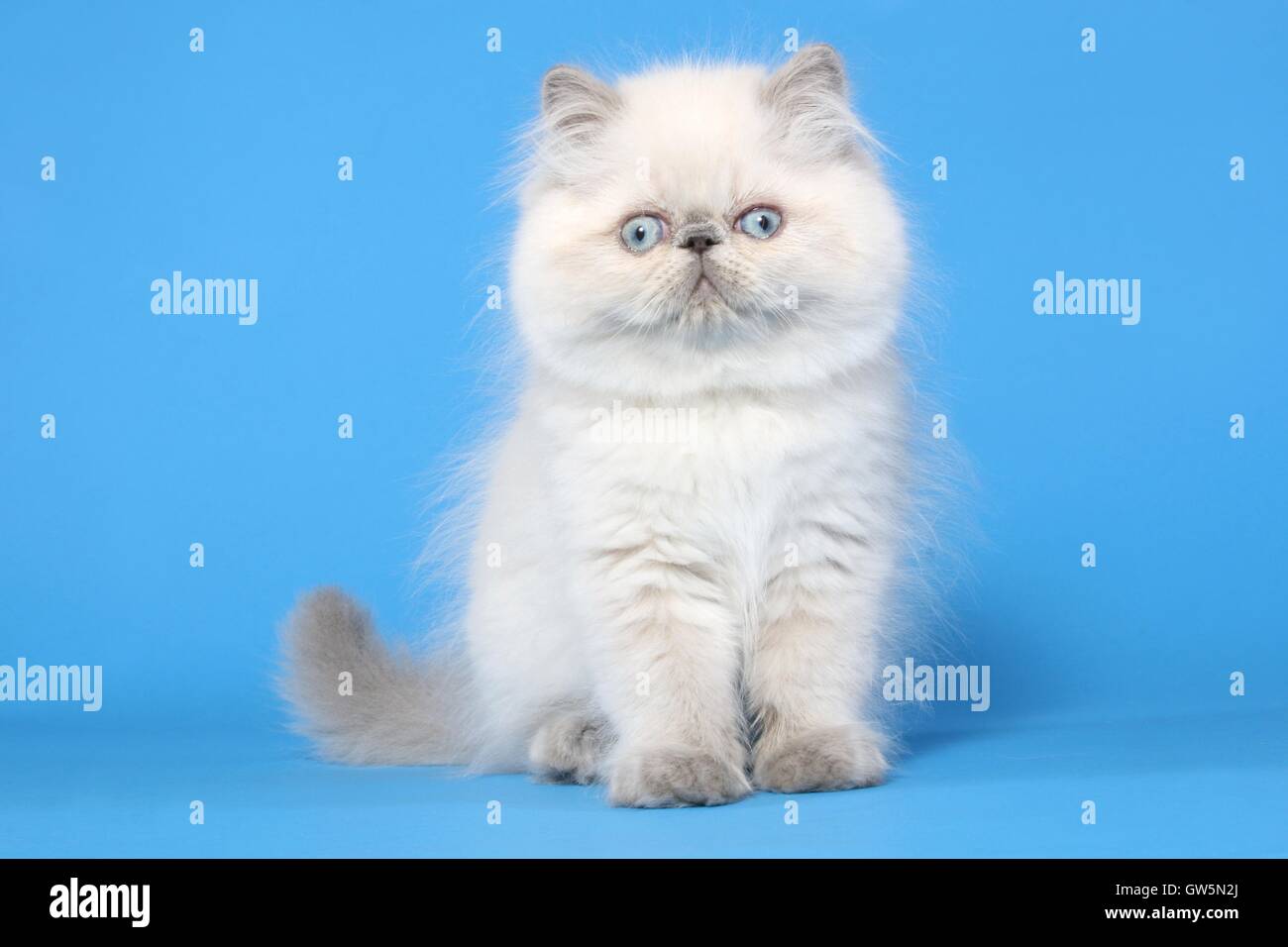 Perser Colourpoint Kitten Stock Photo - Alamy