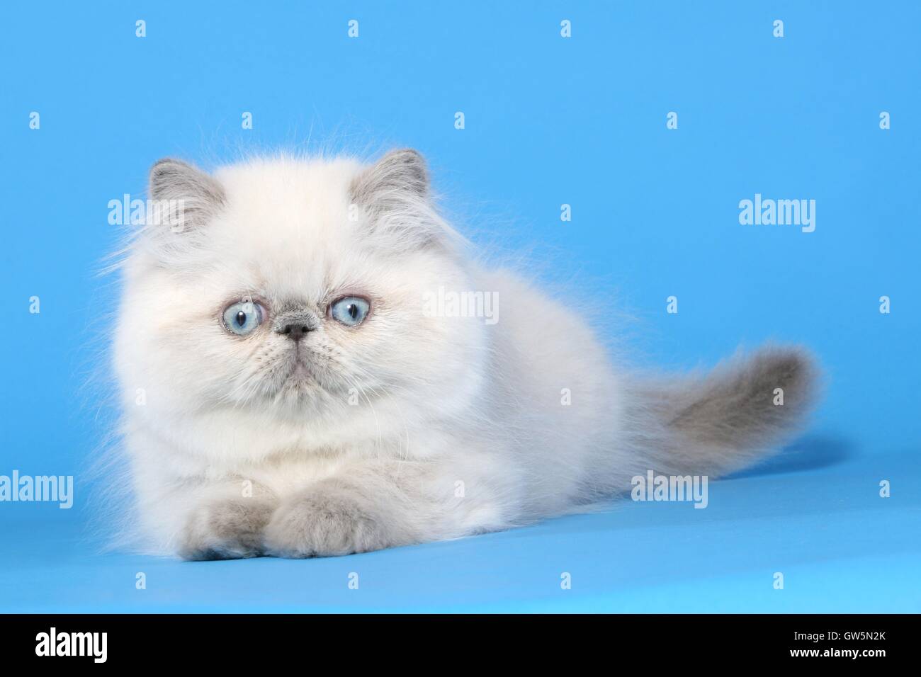 Colourpoint blue point persian cat hi-res stock photography and images ...
