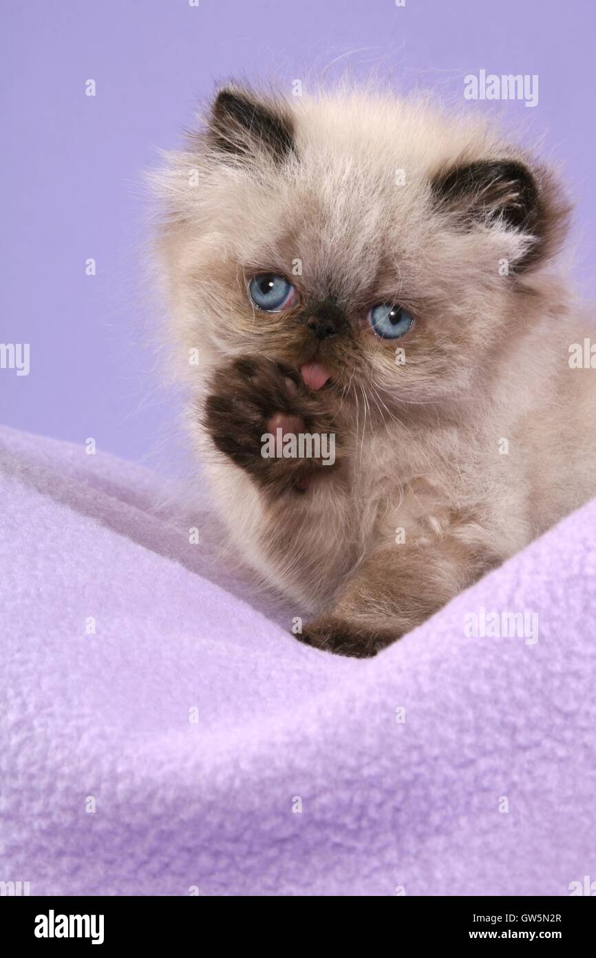 Perser Colourpoint Kitten Stock Photo - Alamy
