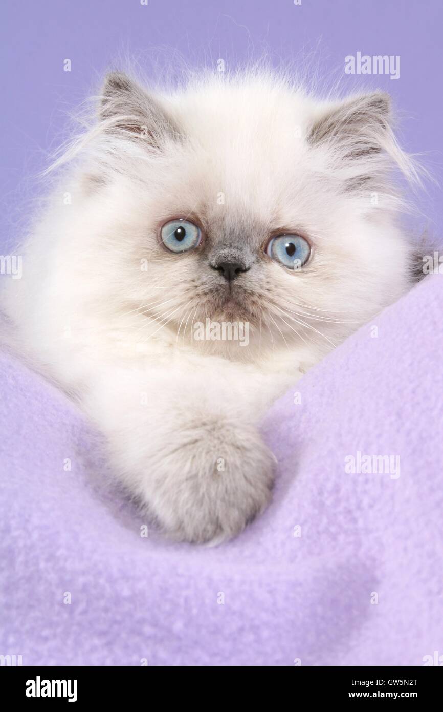 Colourpoint blue point persian cat hi-res stock photography and images ...