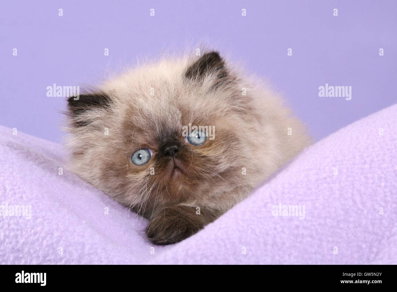 Seal colourpoint persian hi-res stock photography and images - Alamy