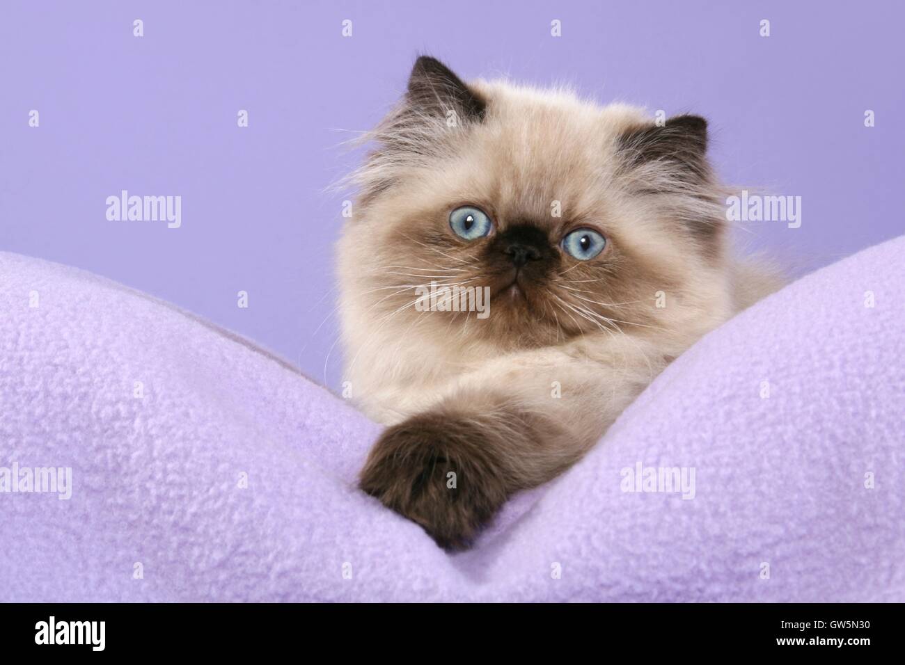 Perser Colourpoint Kitten Stock Photo - Alamy