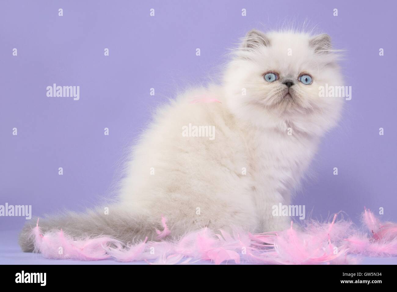 Perser Colourpoint Kitten Stock Photo - Alamy