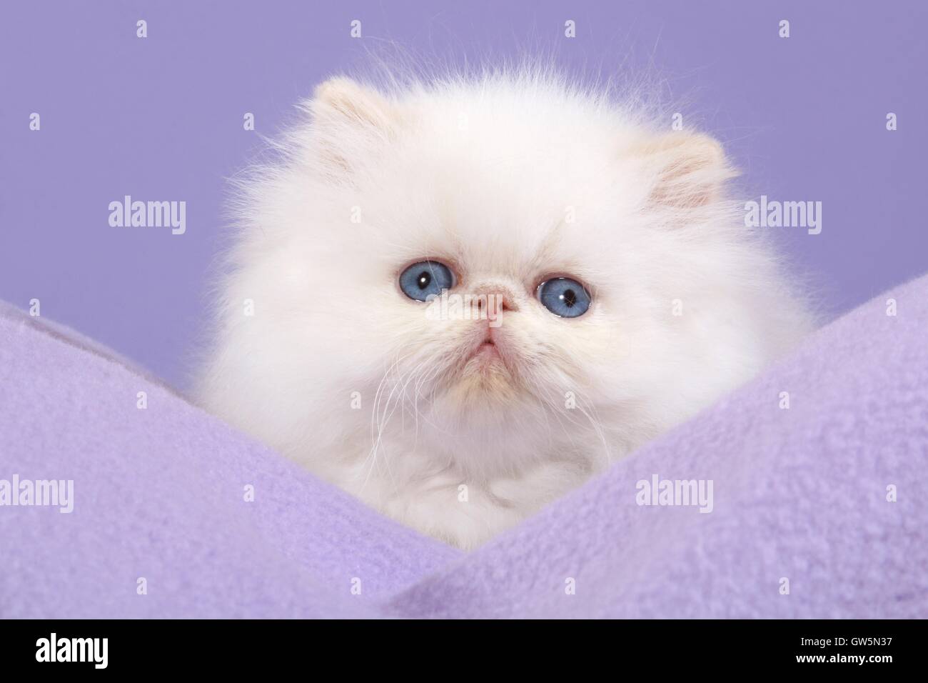 Colourpoint persians hi-res stock photography and images - Alamy