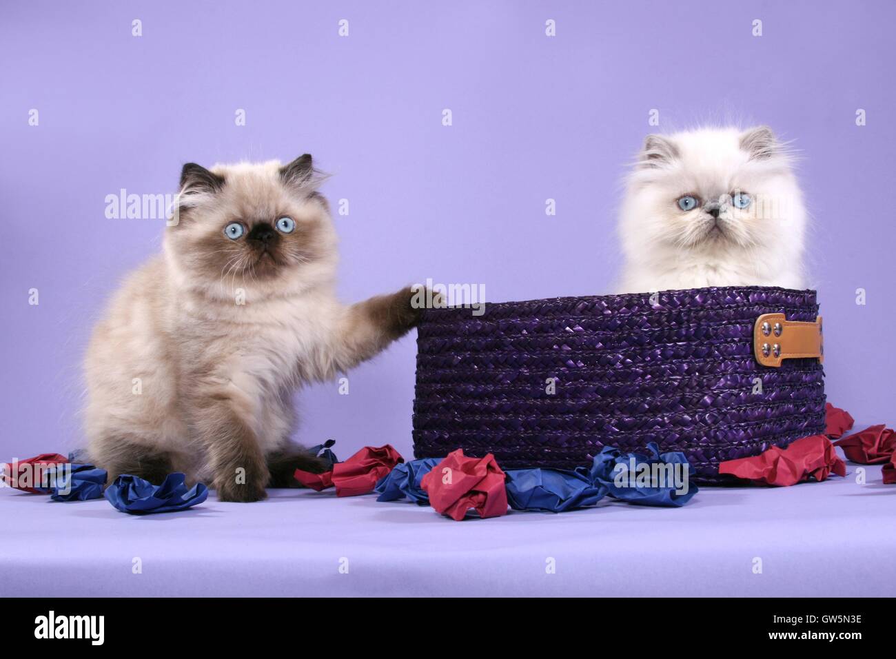 Colourpoint seal point persian domestic cat hi-res stock photography ...