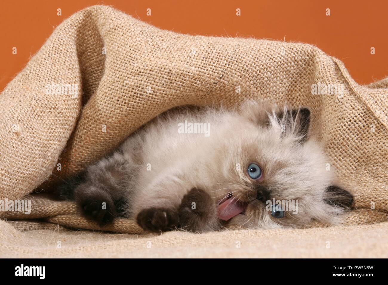 Perser Colourpoint Kitten Stock Photo - Alamy