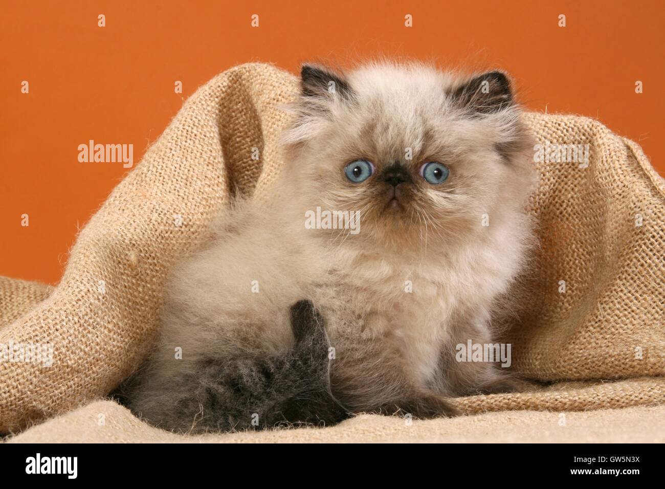Perser Colourpoint Kitten Stock Photo - Alamy