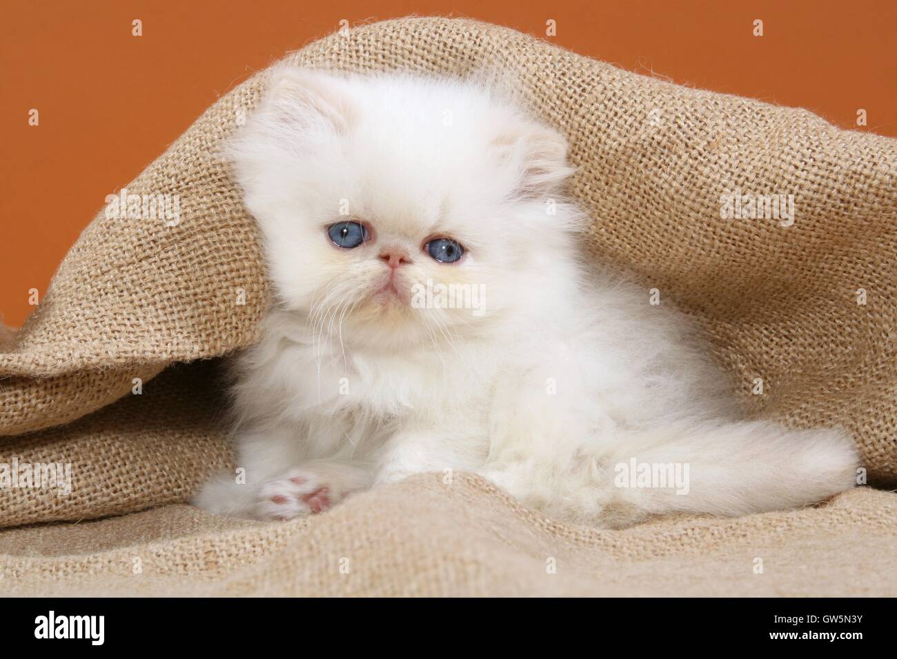 Perser Colourpoint Kitten Stock Photo - Alamy