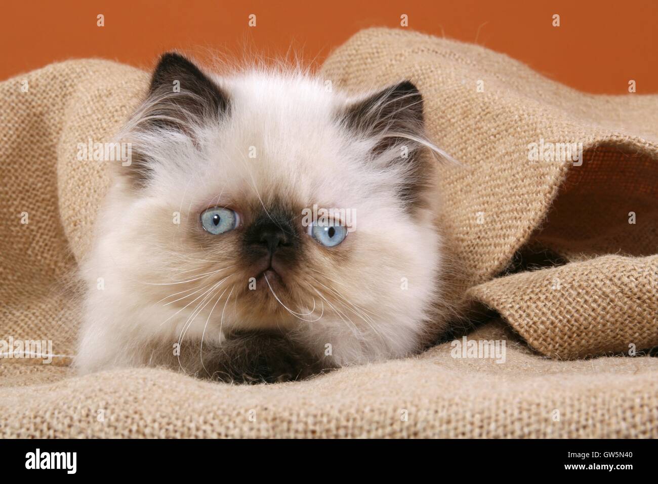 Perser Colourpoint Kitten Stock Photo - Alamy