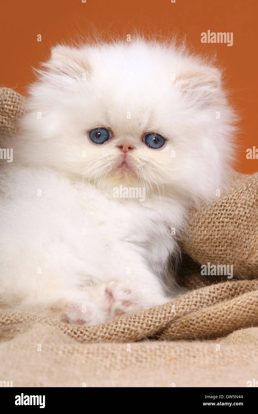 Perser Colourpoint Kitten Stock Photo - Alamy