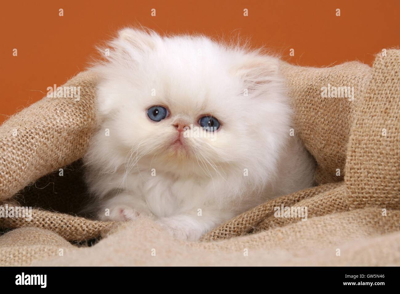 Perser Colourpoint Kitten Stock Photo - Alamy