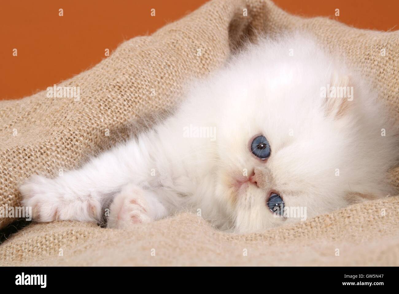 Perser Colourpoint Kitten Stock Photo - Alamy