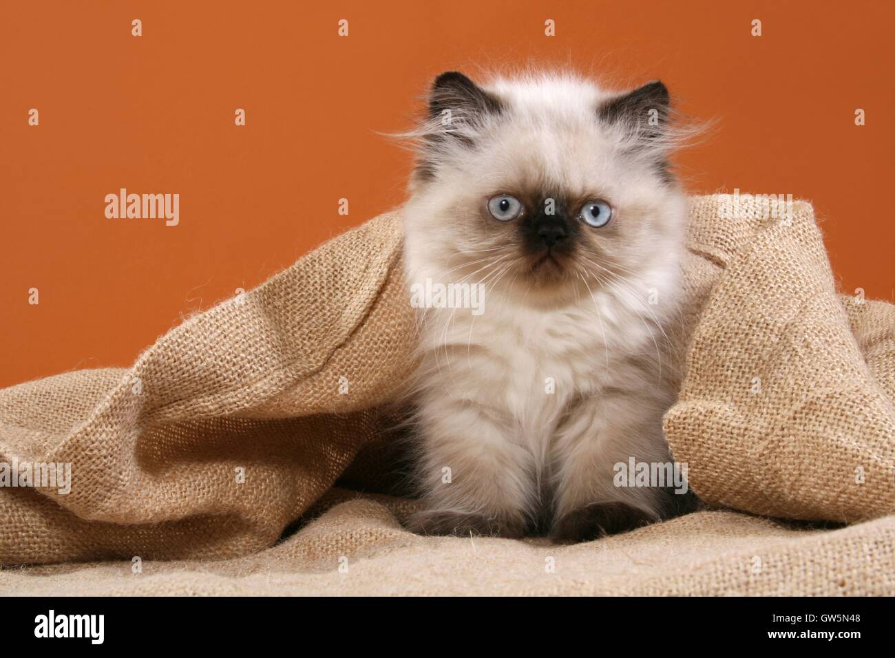 Perser Colourpoint Kitten Stock Photo - Alamy