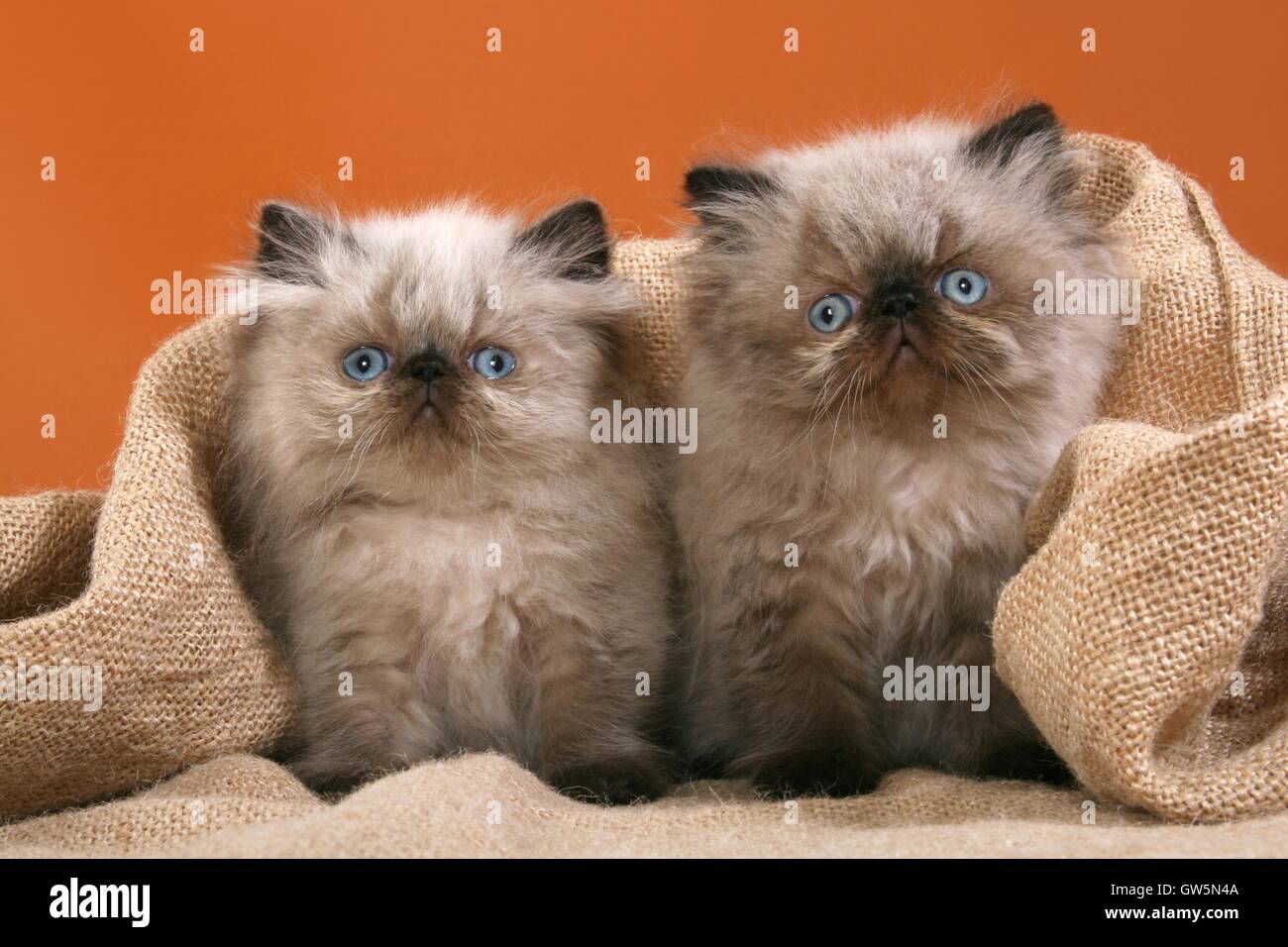 Perser Colourpoint Kitten Stock Photo - Alamy