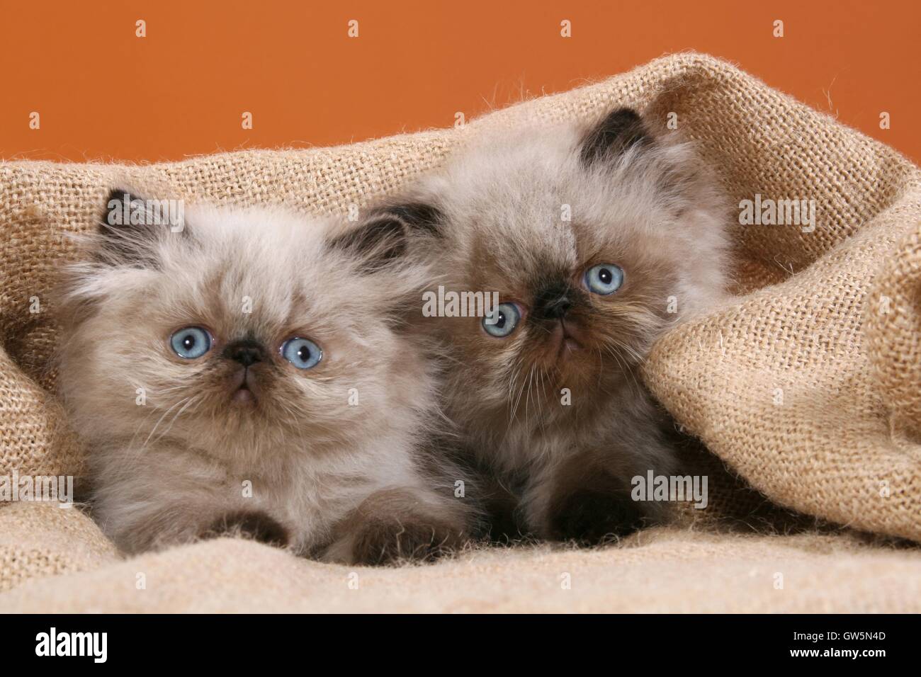 Perser Colourpoint Kitten Stock Photo - Alamy