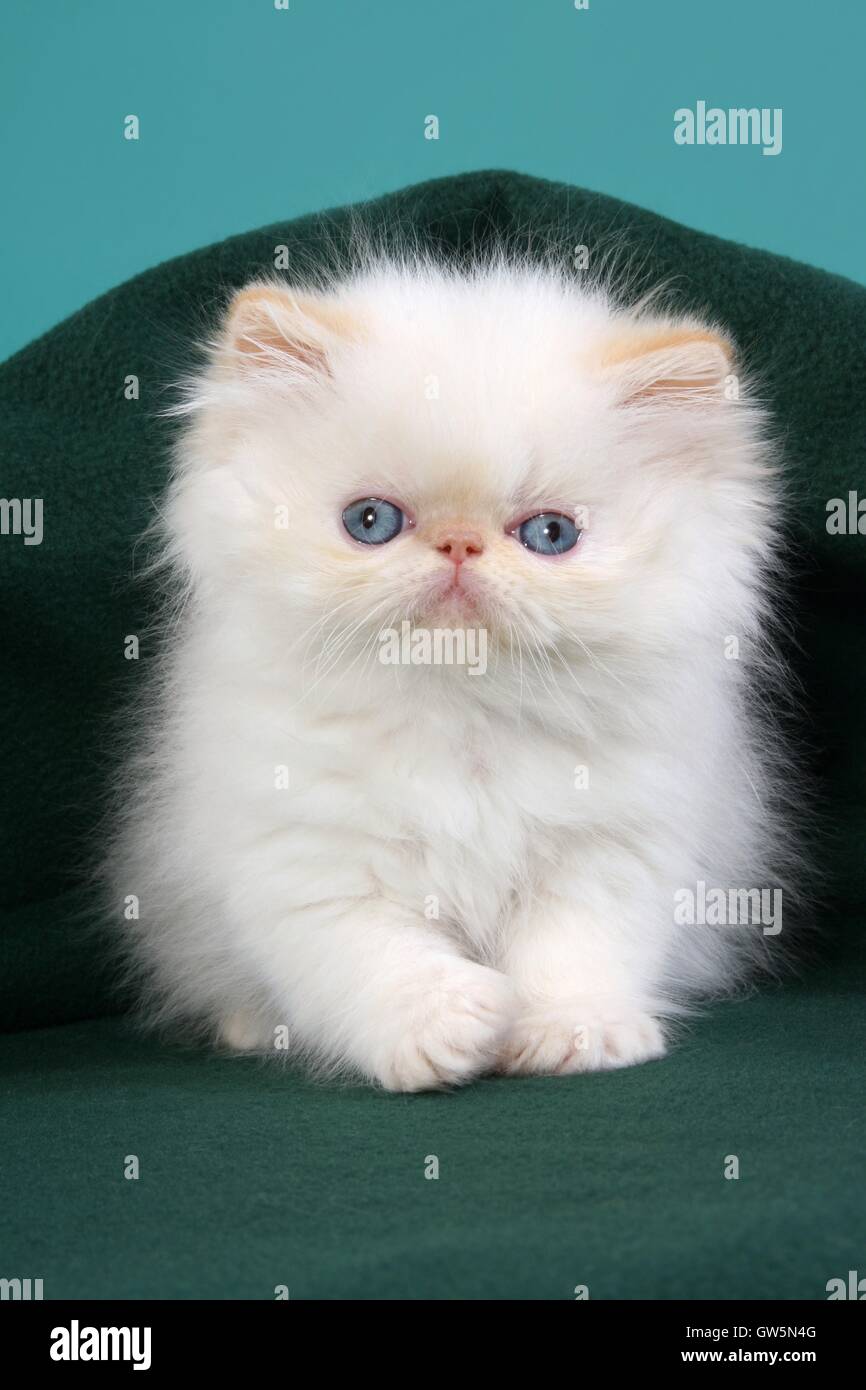Colourpoint persians hi-res stock photography and images - Alamy