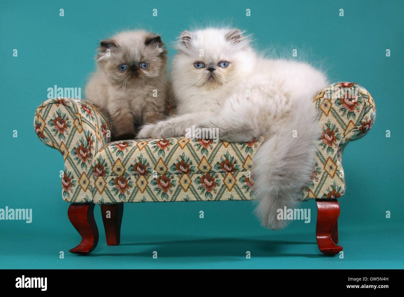 Colourpoint blue point persian cat hi-res stock photography and images ...
