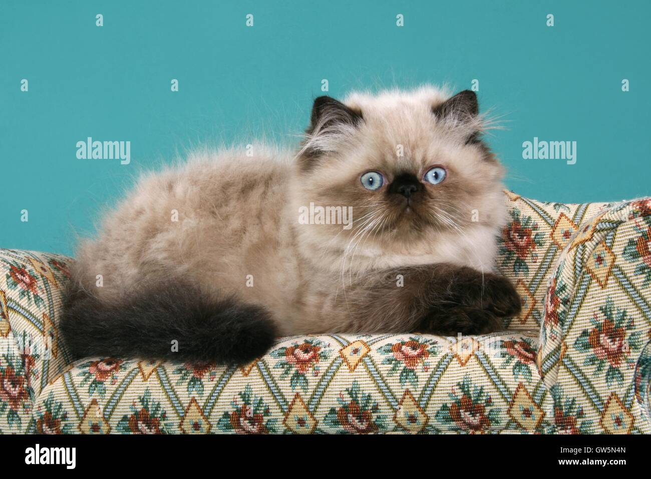Colourpoint seal point persian cat hi-res stock photography and images ...