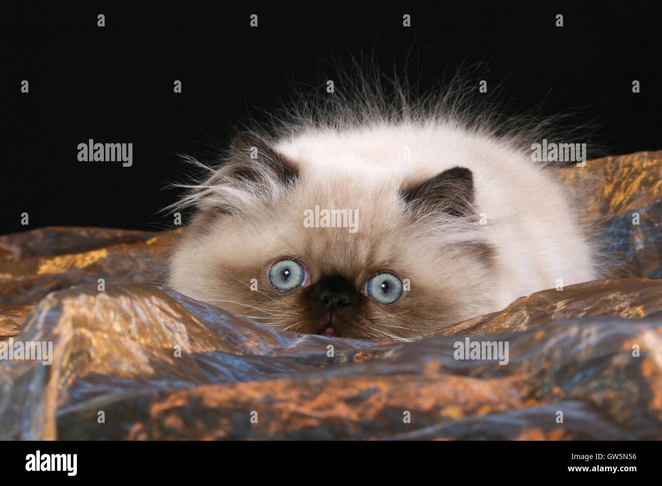 Perser Colourpoint Kitten Stock Photo - Alamy