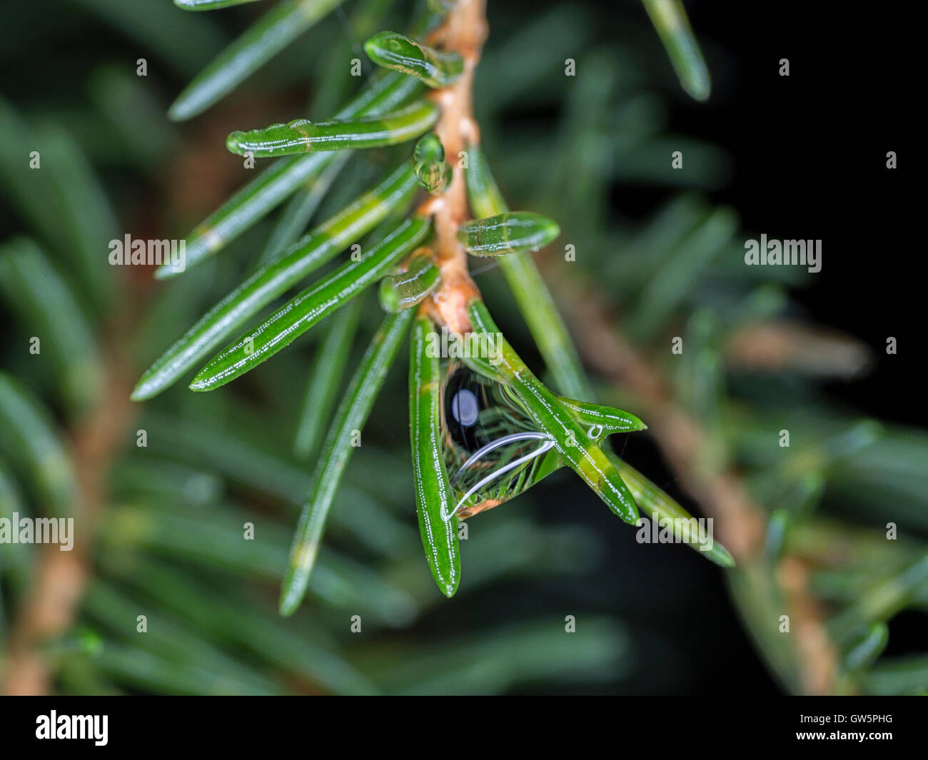 Water drop twig hi-res stock photography and images - Alamy