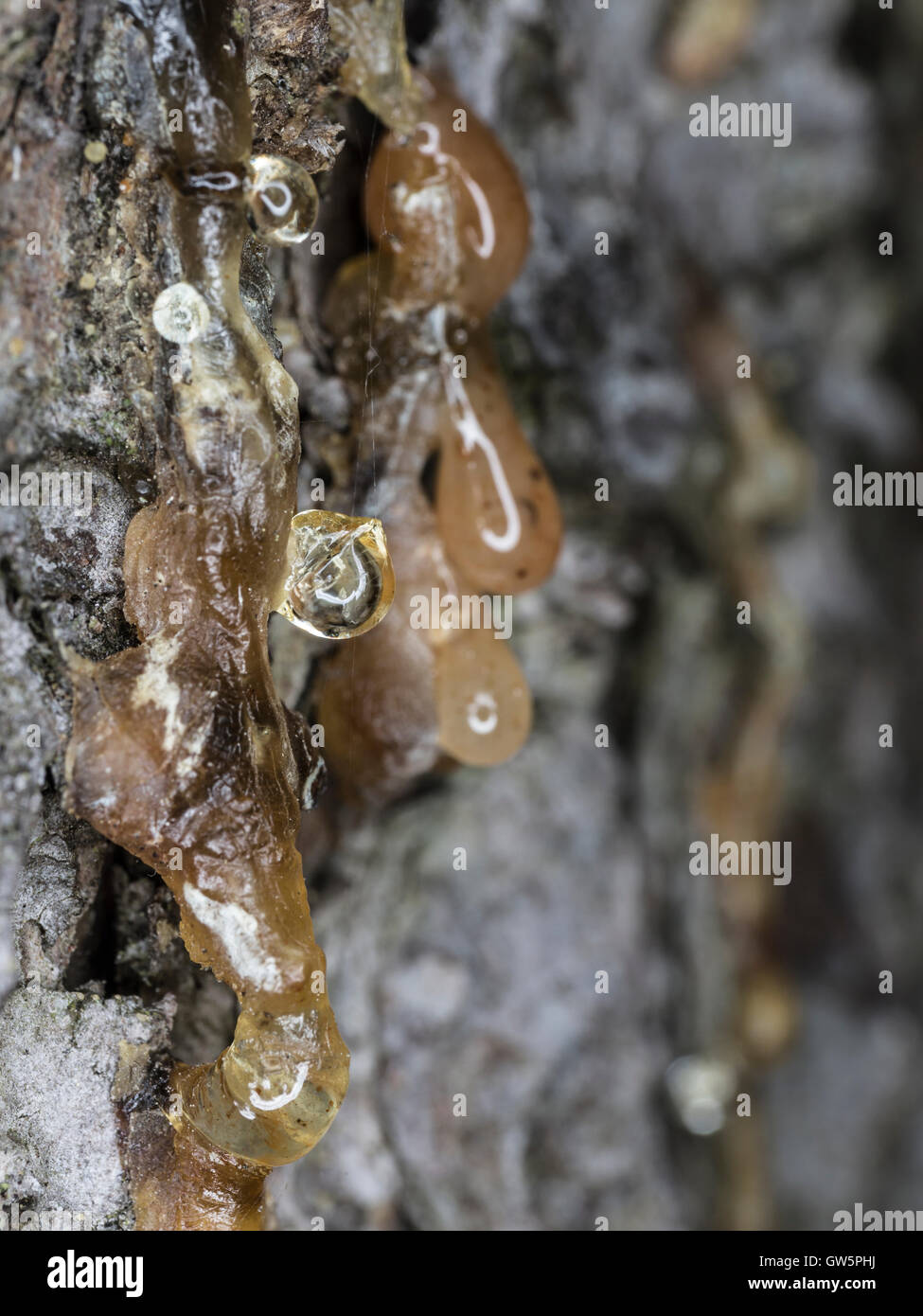 Resin Pouring Down Tree Stem Close up Stock Photo - Alamy