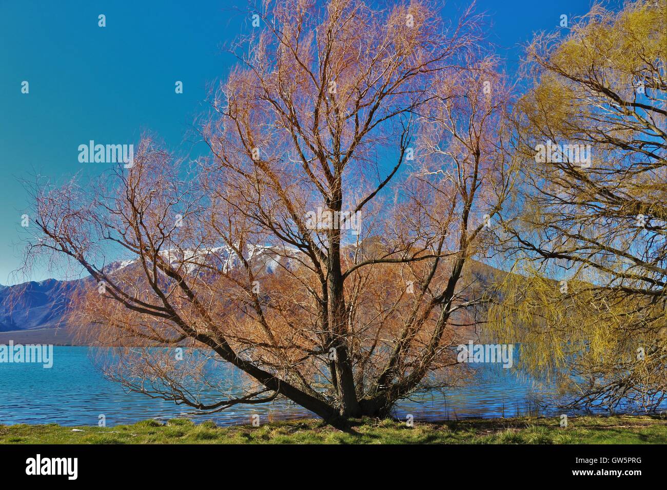 Lake Benmore, South Island, Otago, New Zealand Stock Photo - Alamy